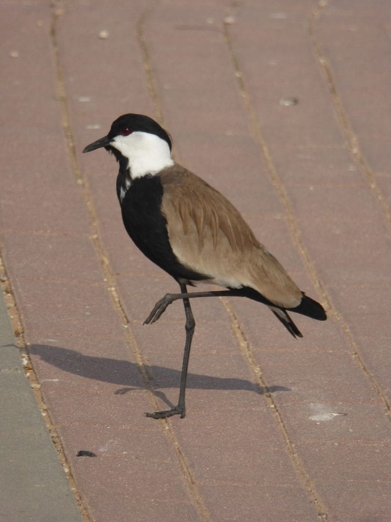 An Over-the-Counter “Treatment” for Excessive Note-Taking at ELT ...